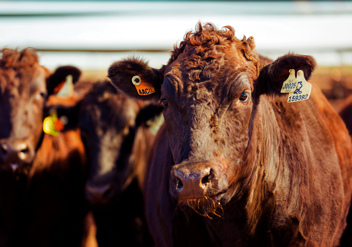 Wagyu beef from AACo passes science taste test - Australasian Farmers ...
