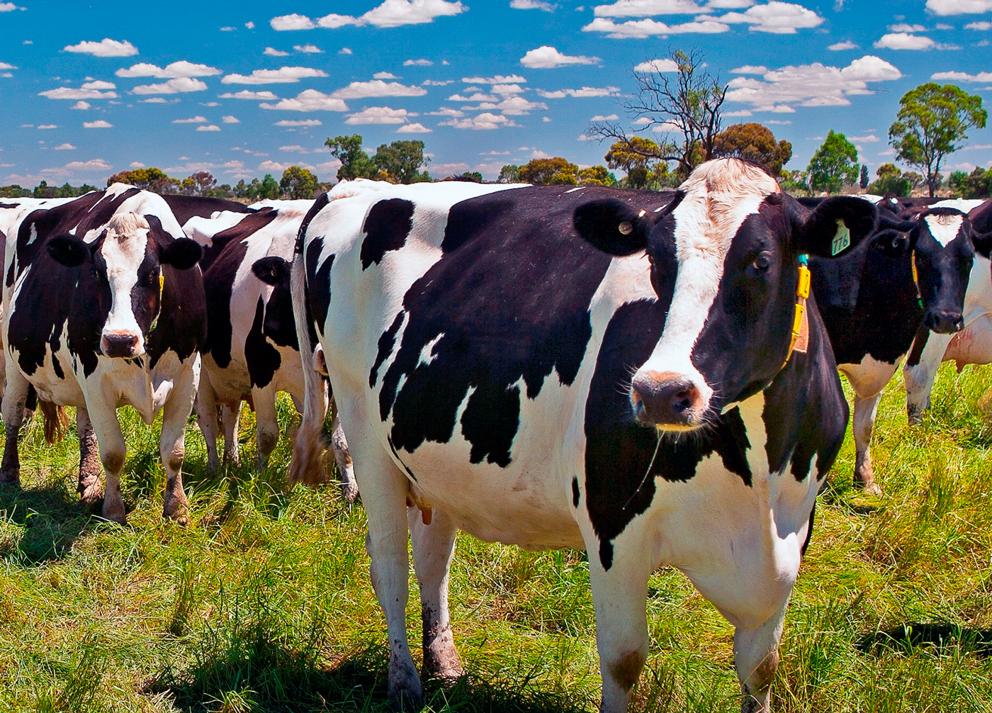 Dairy farmers set for best result from past three seasons - AFDJ
