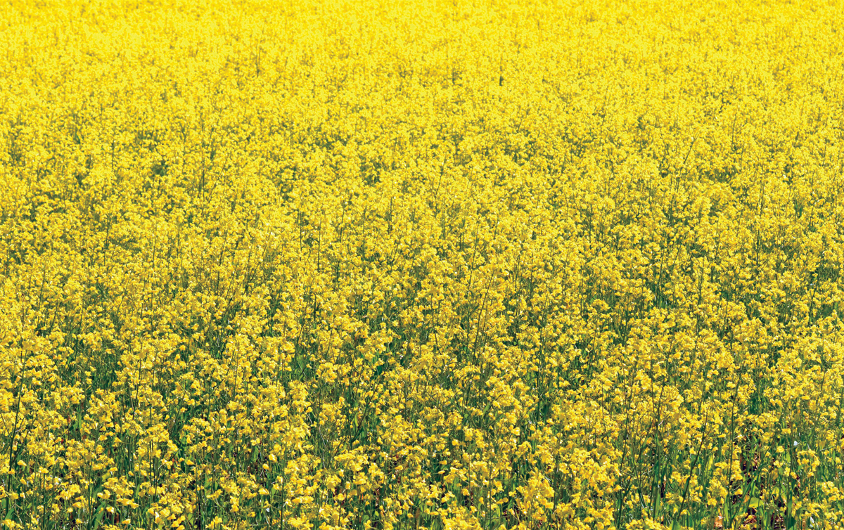 Canola crops benefit from adding genes to combat heat stress﻿ - AFDJ