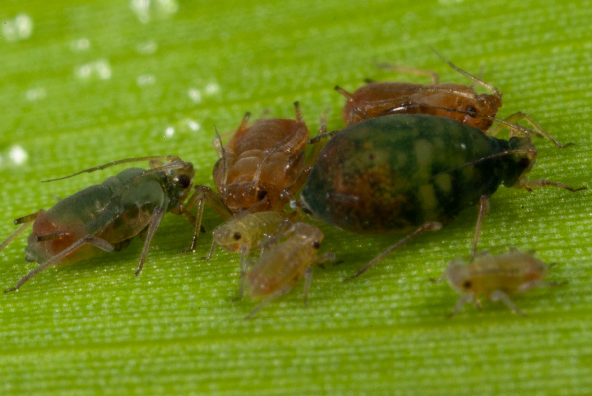 Aphids are in demand for a pest research project - AFDJ