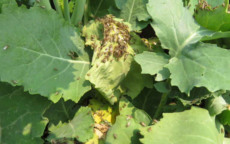 Rutherglen bug samples sought for a dynamic that needs cracking ...