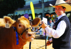 Casino Beef Week - Australasian Farmers' & Dealers' Journal