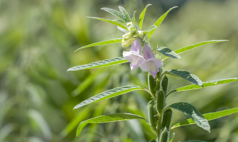 National research program promising $2 million to scale up Sesame production - Australasian ...