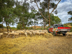 Norweld Australia is the first call for heavy duty aluminium Ute trays ...
