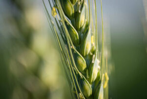 Loam Bio opens up a soil frontier CarbonBuilder to lock in valuable ...