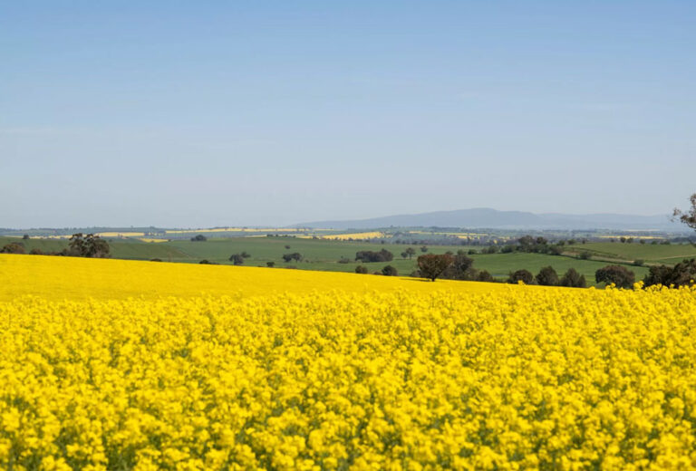Loam Bio opens up a soil frontier CarbonBuilder to lock in valuable ...